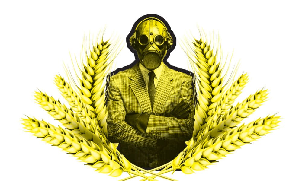 La miga del modelo: trigo transgénico - lavaca